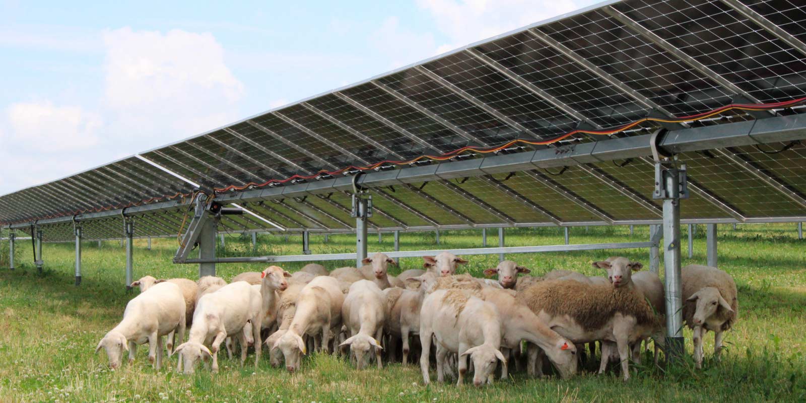 ACCIONA Energía introduces sheep grazing in two of its solar farms in ...